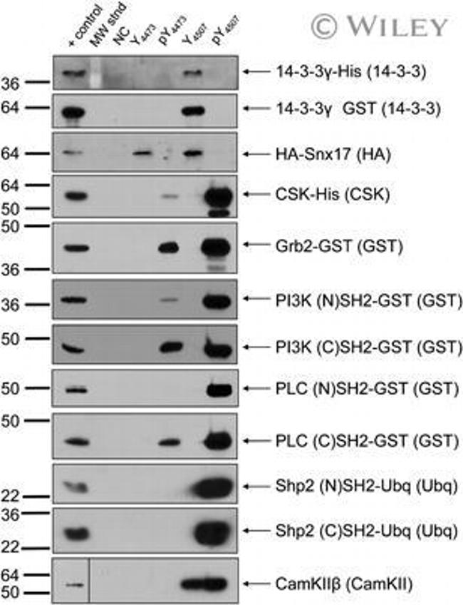 Ubiquitin Antibody (13-1600)