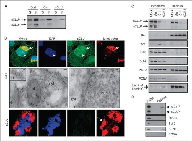 OxPhos Complex IV subunit IV Antibody (A-21347)