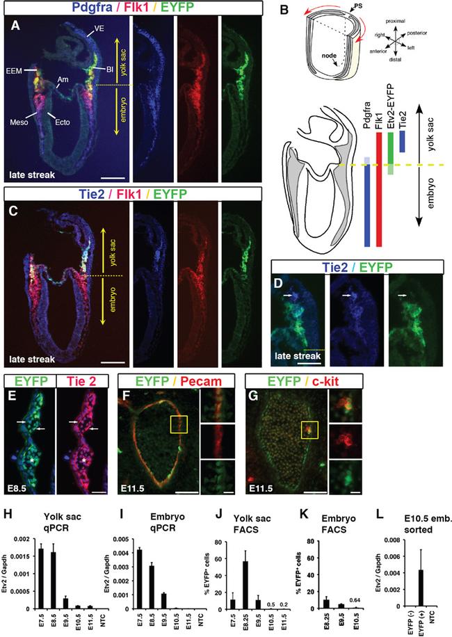 CD117 (c-Kit) Antibody (14-1171-82)