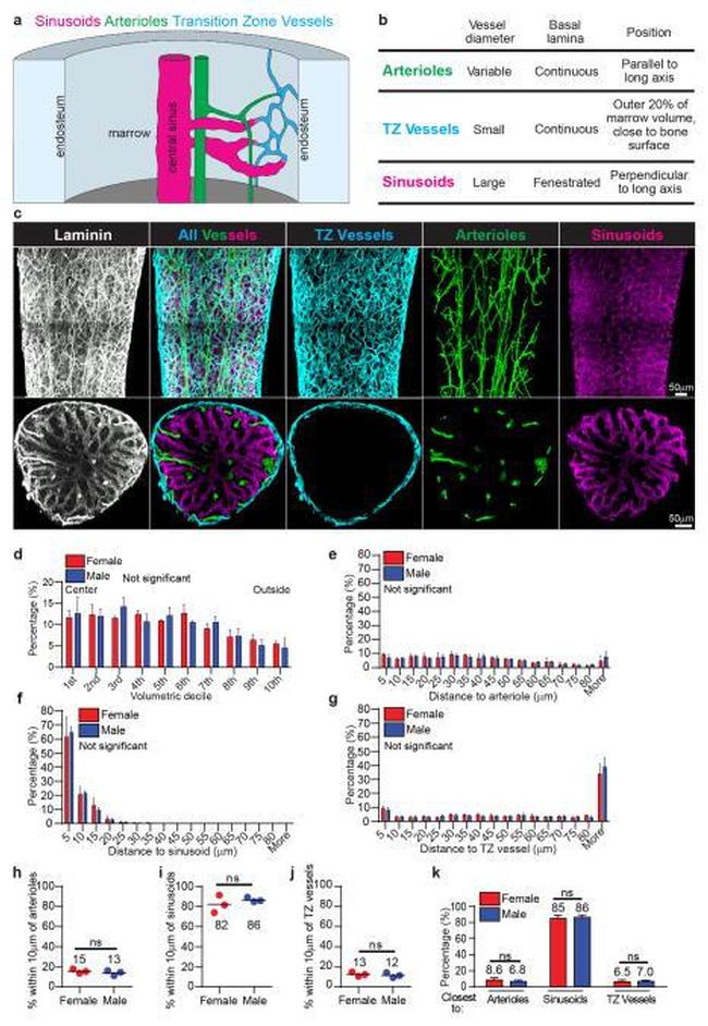 CD117 (c-Kit) Antibody (14-1171-82)
