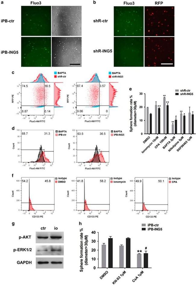 CD133 (Prominin-1) Antibody, PE (12-1338-42)