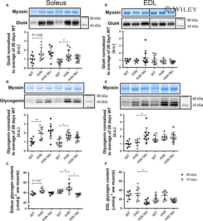 GLUT4 Antibody (PA1-1065)