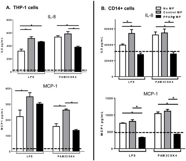 IL-8 (CXCL8) Antibody (M801)