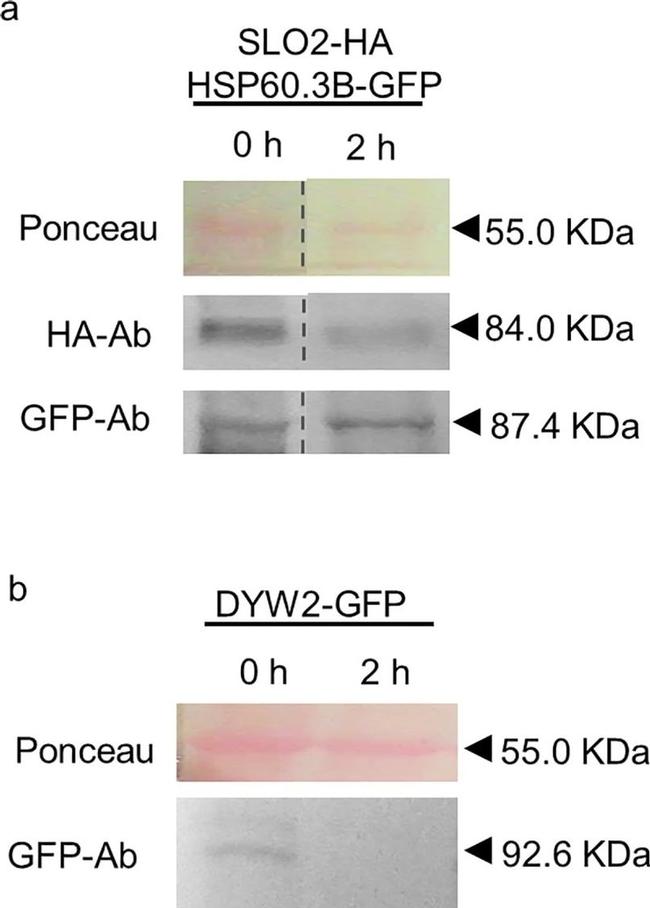 GFP Antibody, HRP (A10260)