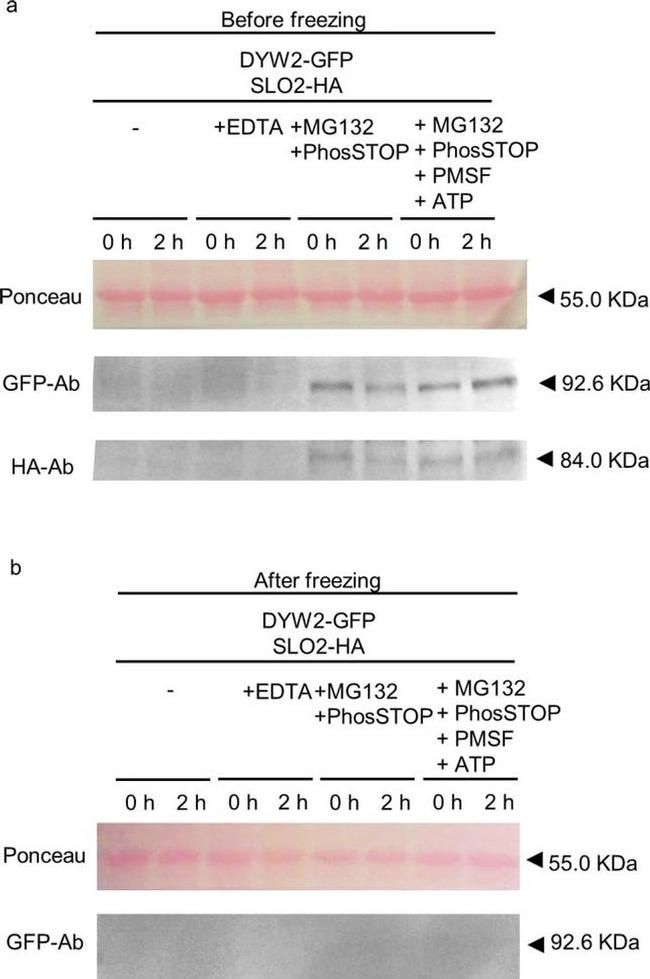 GFP Antibody, HRP (A10260)