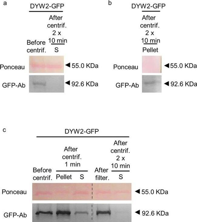 GFP Antibody, HRP (A10260)