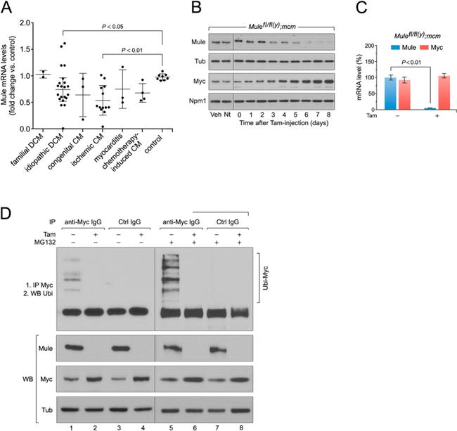 Ubiquitin Antibody (13-1600)