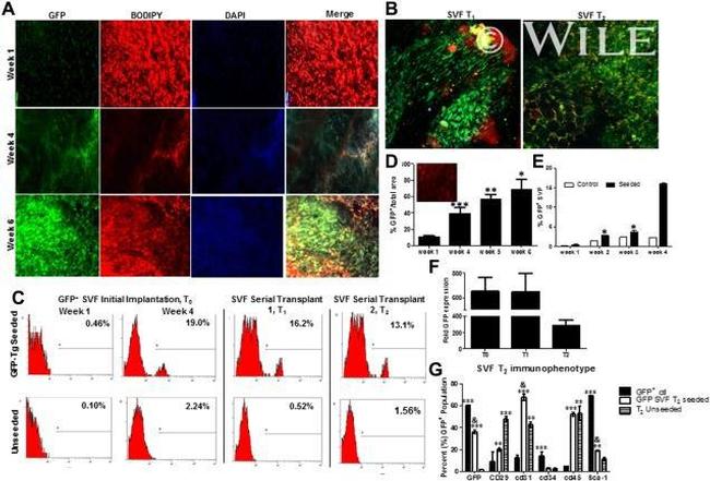 CD29 (Integrin beta 1) Antibody, FITC (11-0291-82)