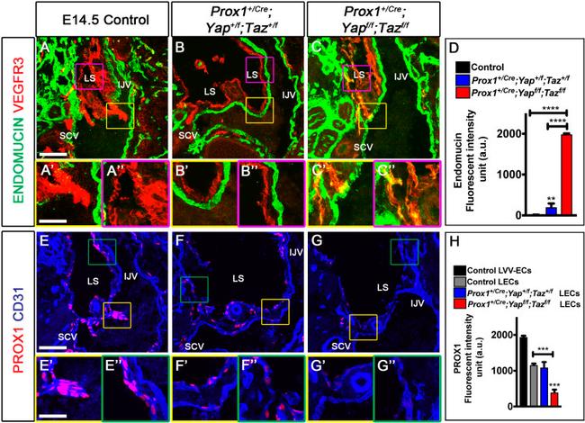 Endomucin Antibody (14-5851-82)