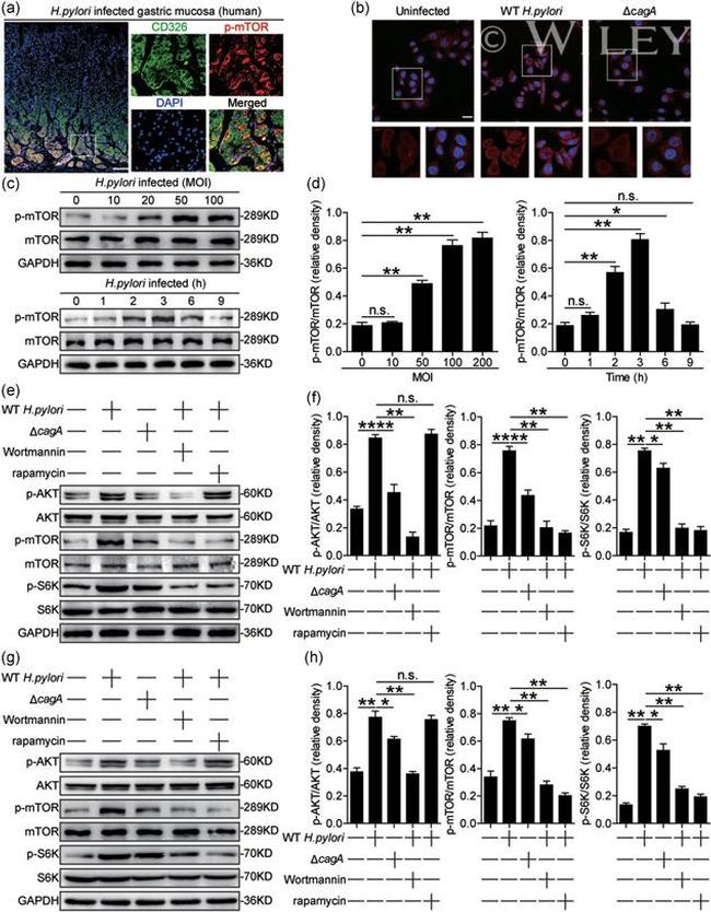CD326 (EpCAM) Antibody, Biotin (13-9326-82)