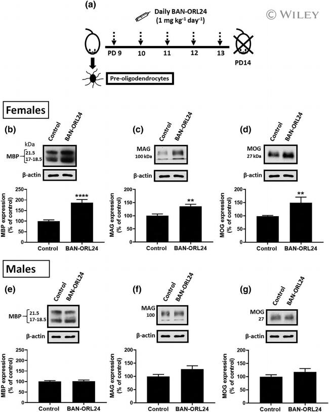 MAG Antibody (34-6200)