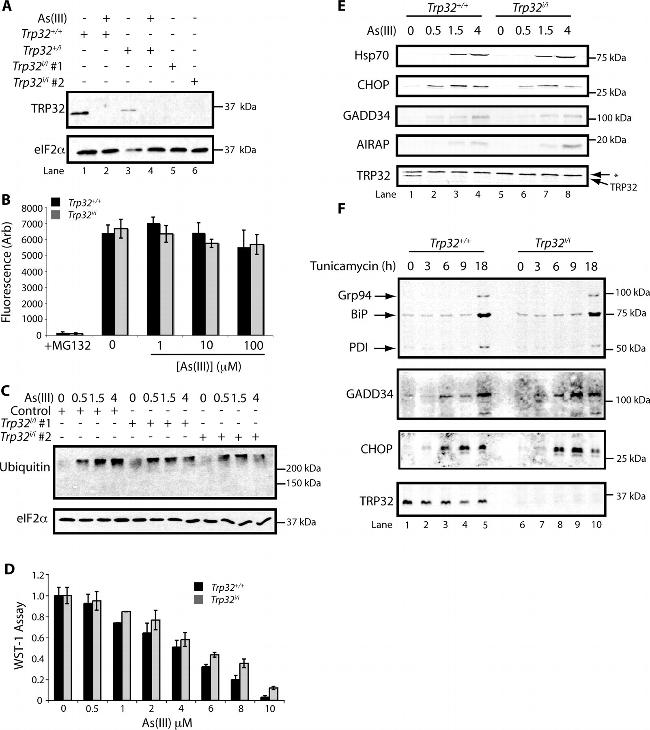 Ubiquitin Antibody (13-1600)