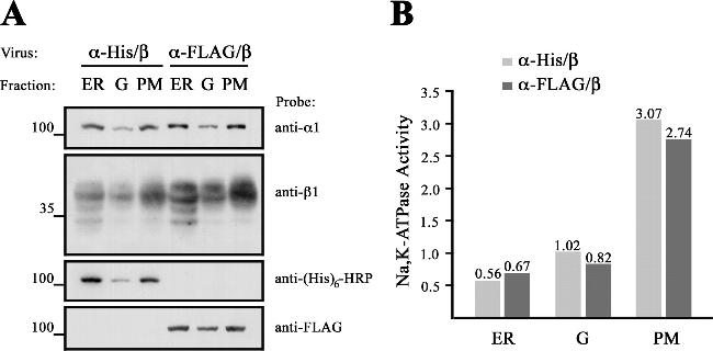 ATP1A1 Antibody (MA3-929)