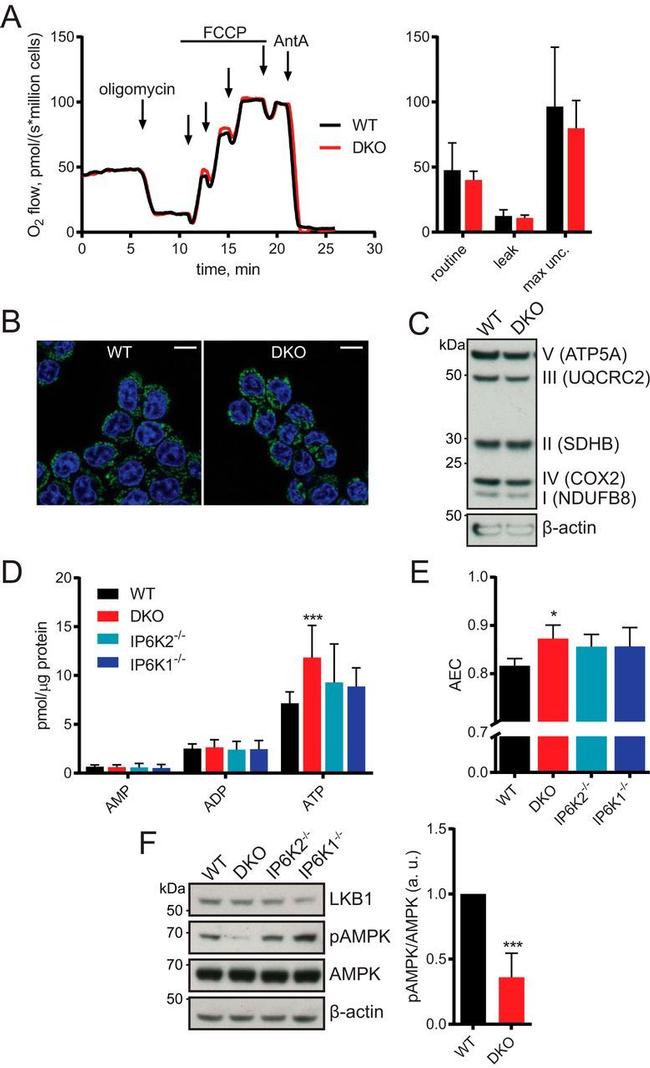 AMPK alpha-1 Antibody (AHO1332)