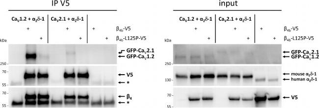 CACNA2D1 Antibody (MA3-921)