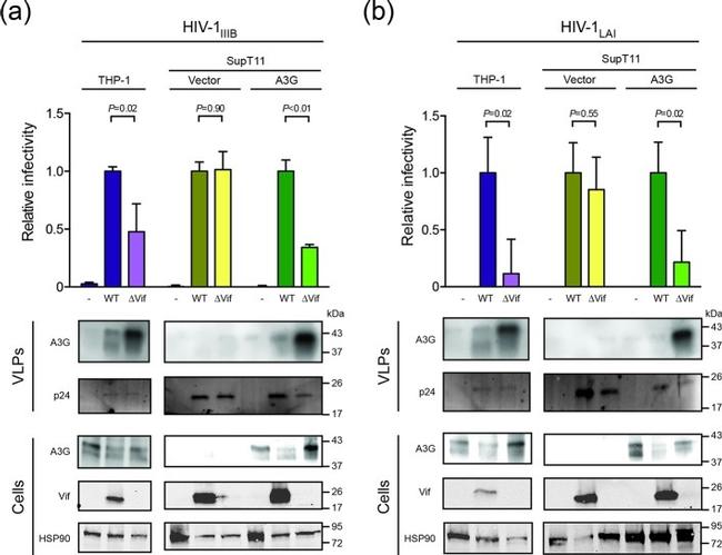 HSP90 beta Antibody (PA3-012)