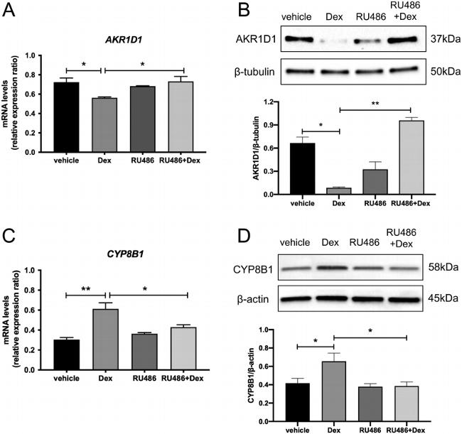 CYP8B1 Antibody (PA5-37088)