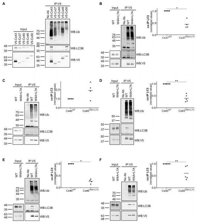 LC3B Antibody (PA1-16930)