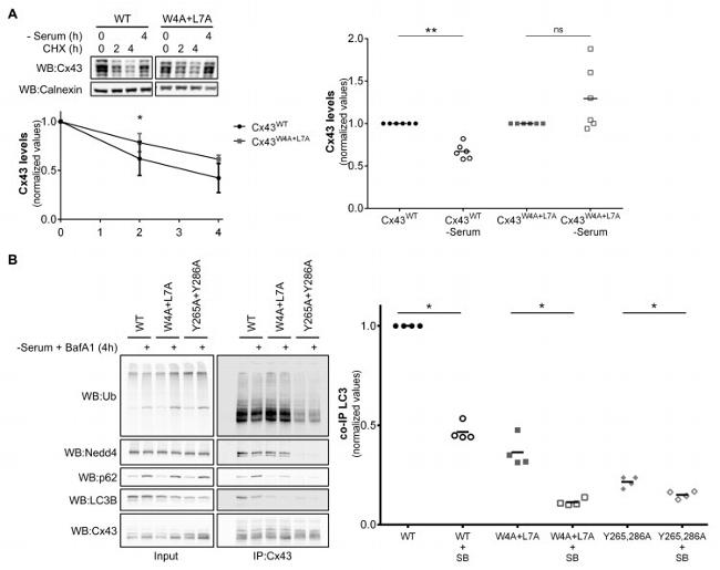 LC3B Antibody (PA1-16930)