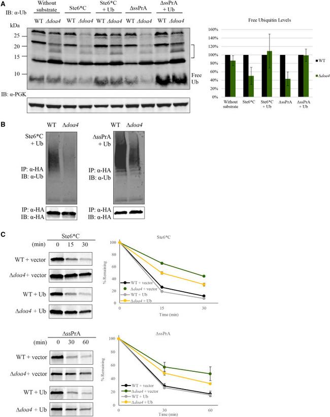 Ubiquitin Antibody (13-1600)