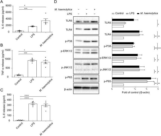 TLR4 Antibody (PA5-23284)