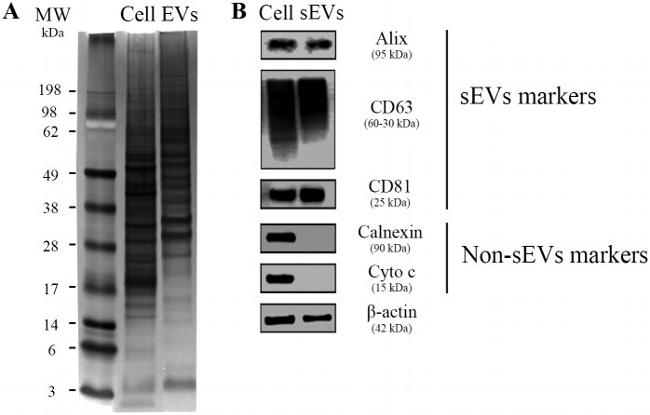 CD81 Antibody (10630D)