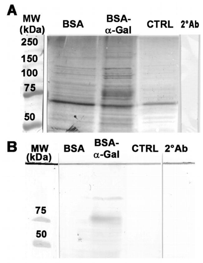Bovine Serum Albumin Antibody (A11133)