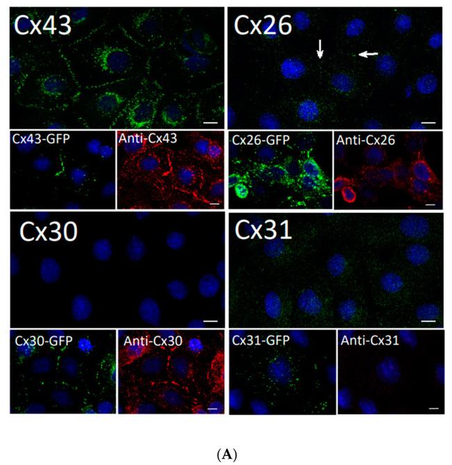 Connexin 26 Antibody (51-2800)