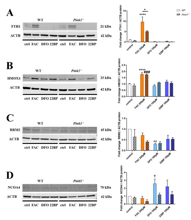 Ferritin Heavy Chain Antibody (PA5-86928)