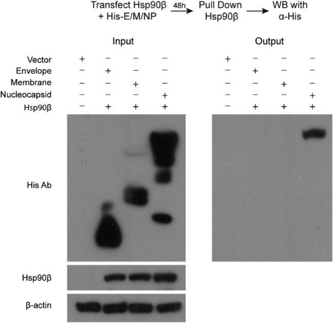 HSP90 beta Antibody (PA3-012)