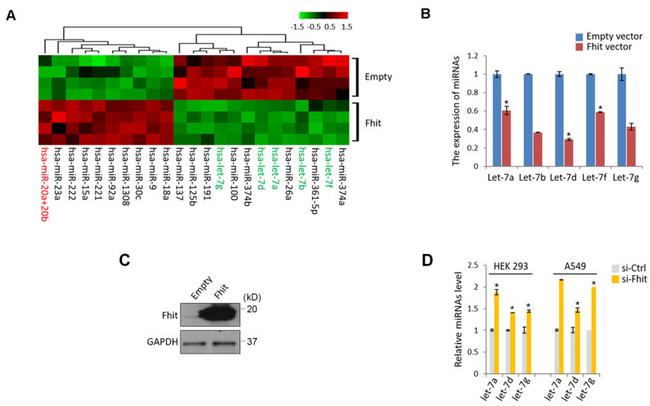 FHIT Antibody (71-9000)