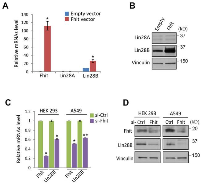 FHIT Antibody (71-9000)