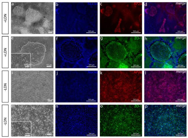 AP2 alpha Antibody (MA1-872)