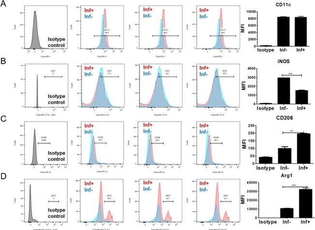 iNOS Antibody (14-5920-82)