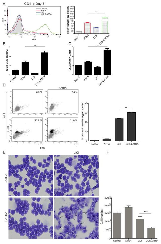 CD11b Antibody, PE (12-0118-42)