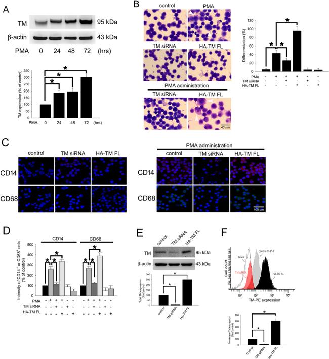 CD68 Antibody, Alexa Fluor™ 647 (51-0689-42)