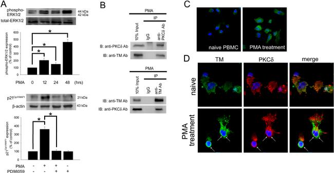 CD68 Antibody, Alexa Fluor™ 647 (51-0689-42)