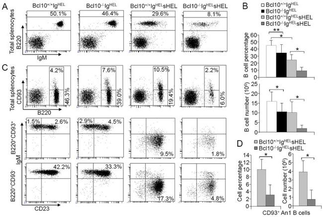 CD23 Antibody (14-0232-81)