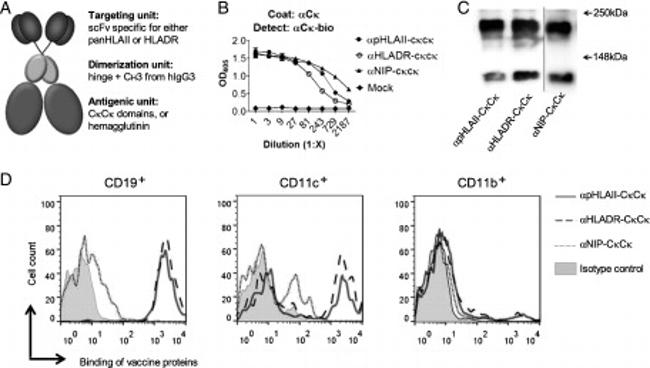 CD19 Antibody, PE-Cyanine7 (25-0193-82)