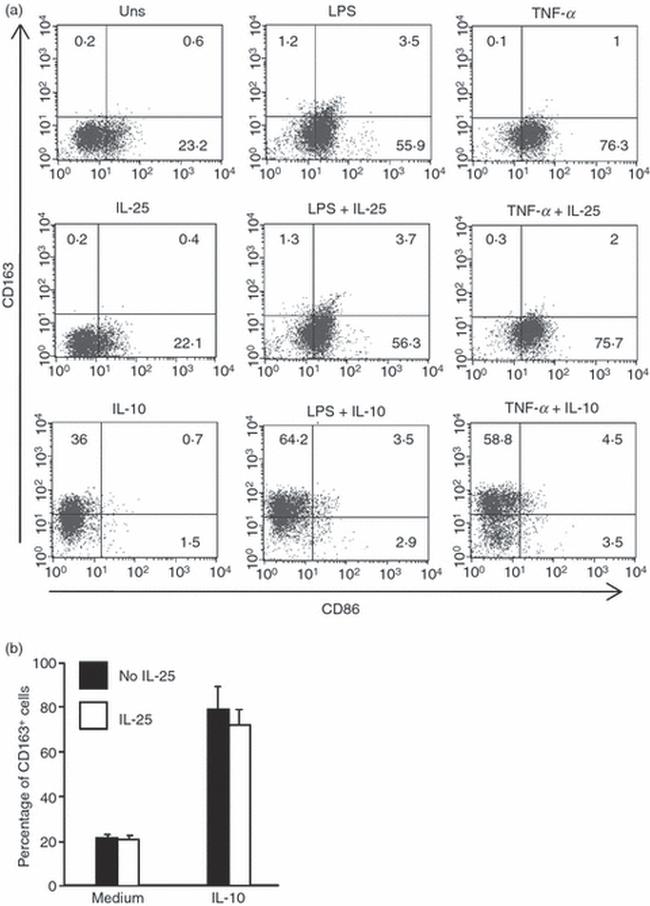 CD163 Antibody (14-1639-82)