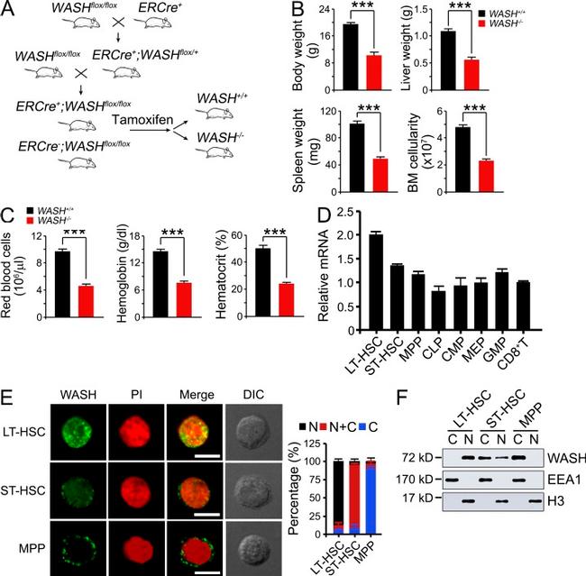 CD127 Antibody, FITC (11-1271-82)