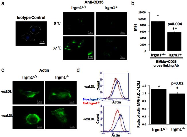CD36 Antibody, FITC (11-0369-42)