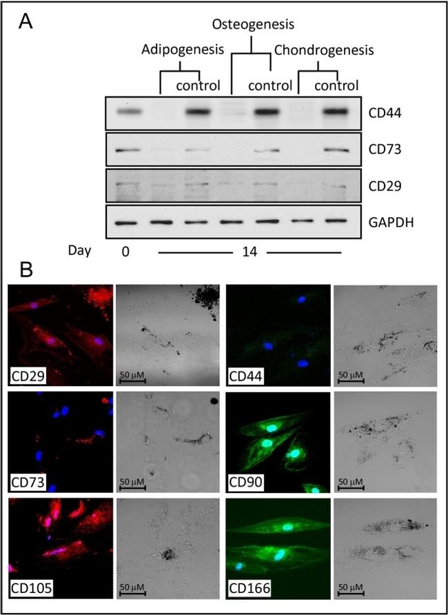 CD44 Antibody (14-0441-82)