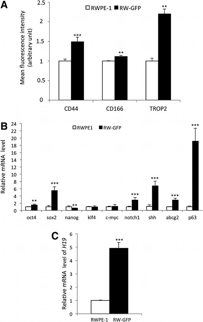 CD166 (ALCAM) Antibody, PE (12-1668-42)