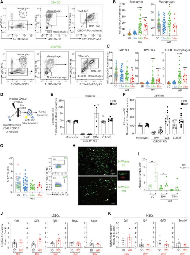 TIM-4 Antibody, Alexa Fluor™ 488 (53-5866-82)