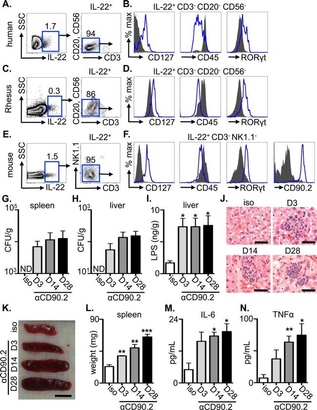 CD56 (NCAM) Antibody, PE-Cyanine7 (25-0567-42)