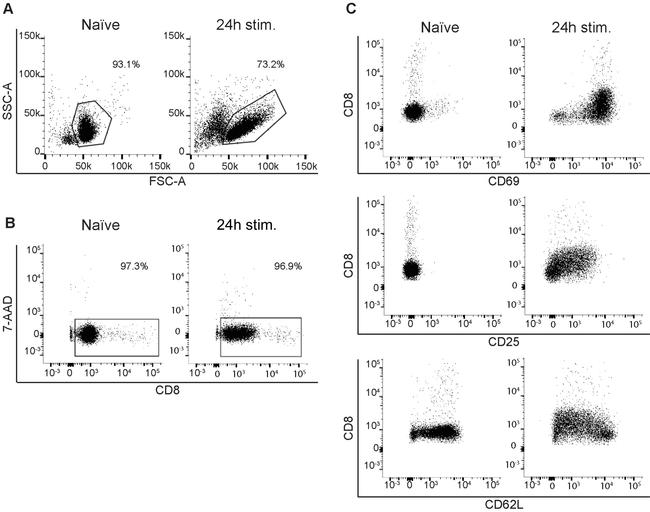 CD69 Antibody, PE-eFluor™ 610 (61-0691-82)
