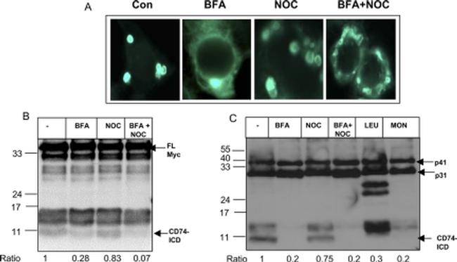 CD74 Antibody (14-0747-82)