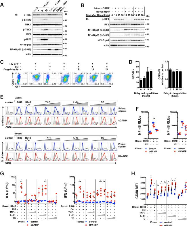 CD86 (B7-2) Antibody, Super Bright™ 436 (62-0869-42)