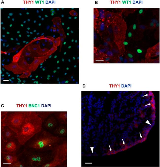 CD90 (Thy-1) Antibody, FITC (11-0909-42)